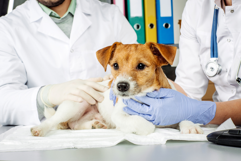 how-long-can-dogs-go-without-water-best-advice-zone