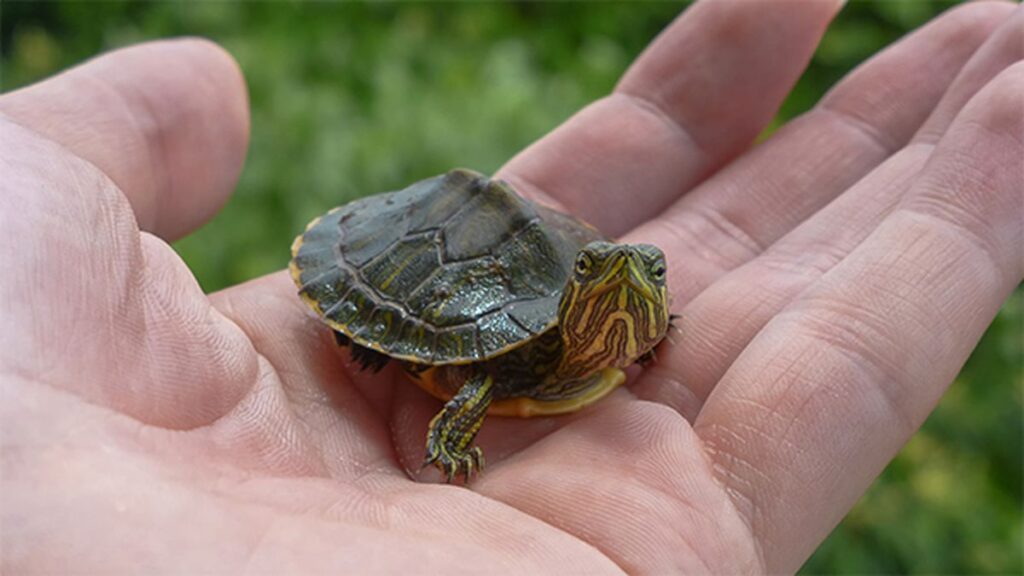 What are some good large pet snakes? - Best Advice Zone